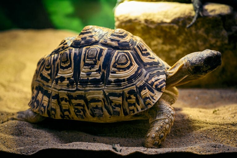How Fast Can a Tortoise Run? Speed Comparison & FAQ | Hepper Pet Resources