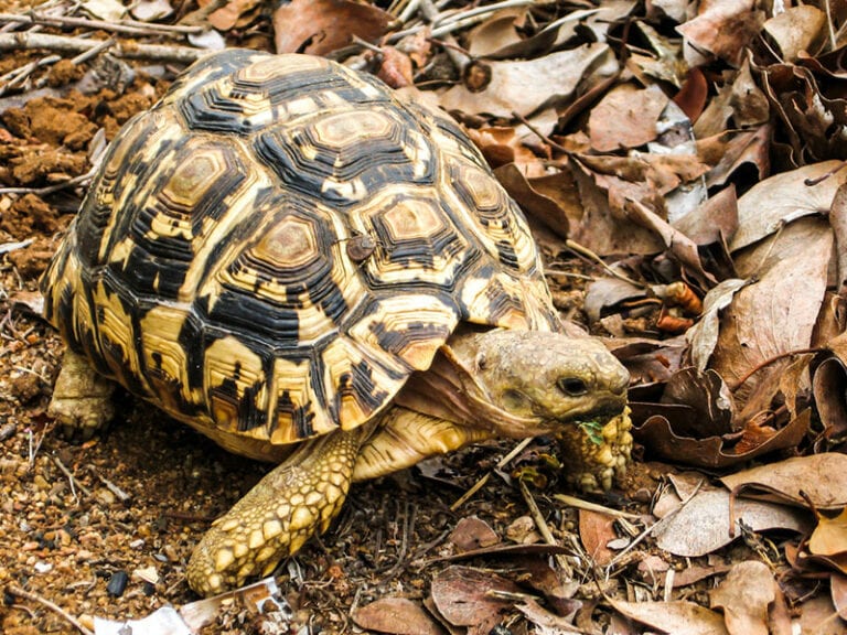 Leopard Tortoise: Pictures, Facts, Diet, & Care Guide | Hepper Pet ...