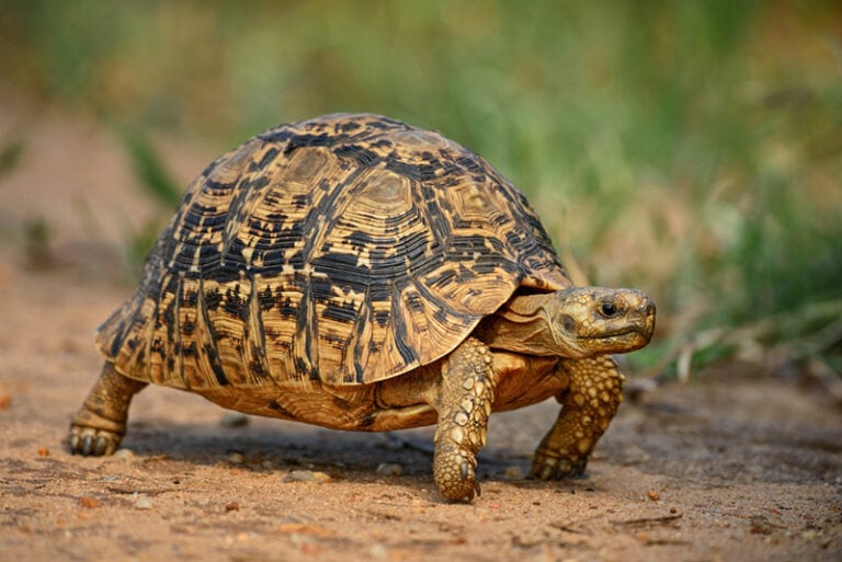 Leopard Tortoise: Pictures, Facts, Diet, & Care Guide | Hepper Pet ...