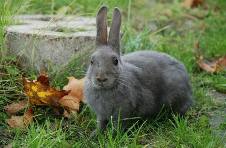 12 Adorable Rabbit Colors & Patterns (With Pictures) | Hepper Pet Resources