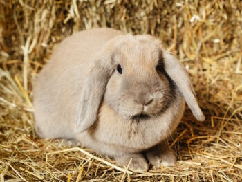 How Long Do Lop Eared Rabbits Live? Average Lifespan, Data & Care ...