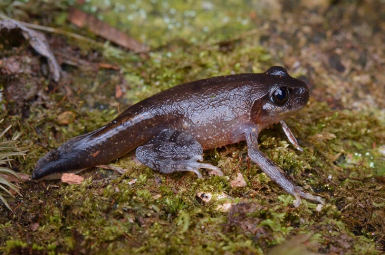 Do Frogs Have Backbones? Vet-Approved Anatomy Explanation | Hepper Pet ...