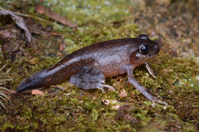 Do Frogs Have Backbones? Vet-Approved Anatomy Explanation | Hepper Pet Resources