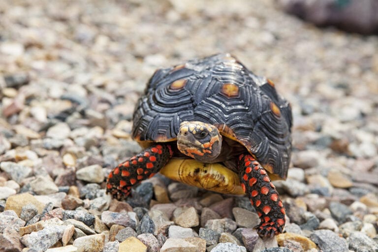 Red-Footed Tortoise: Pictures, Facts, Diet, & Care Guide | Hepper Pet ...
