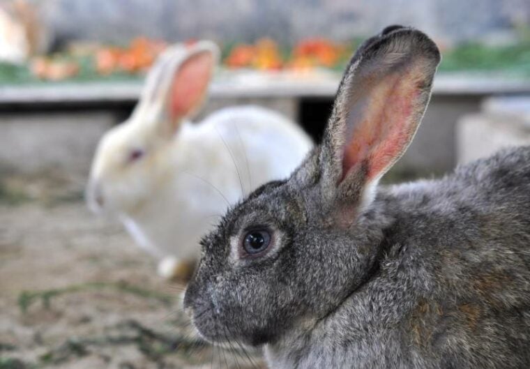 Do Rabbits Have Periods? Vet-Approved Reproduction Facts | Hepper Pet ...