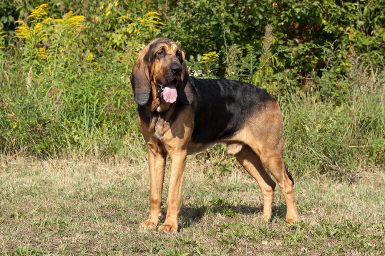 4 Amazing Bloodhound Colors Plus Coat Care Tips (With Pictures ...