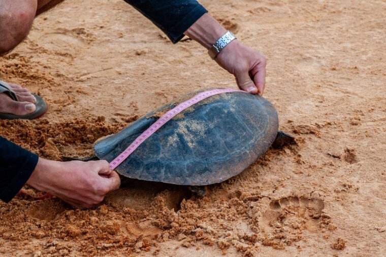 How Big Do African Sideneck Turtles Get? Average Size & Growth Chart ...