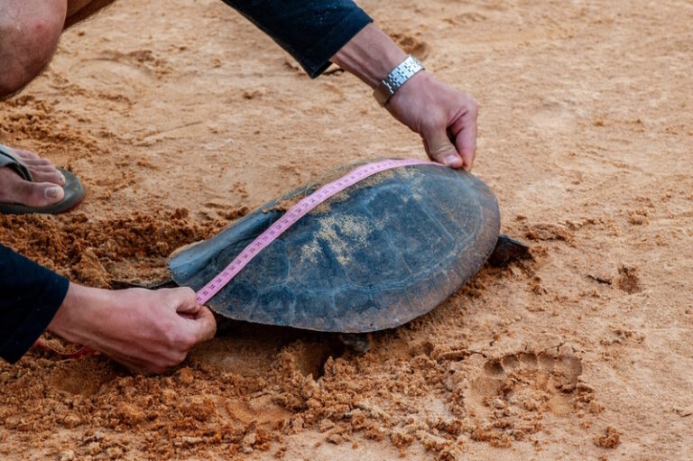 How Big Do Red Eared Slider Turtles Get? Average Size & Growth Chart ...