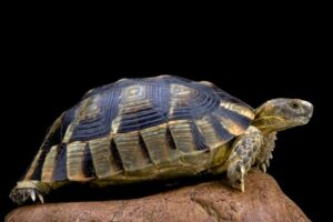 How Fast Can a Tortoise Run? Speed Comparison & FAQ | Hepper Pet Resources
