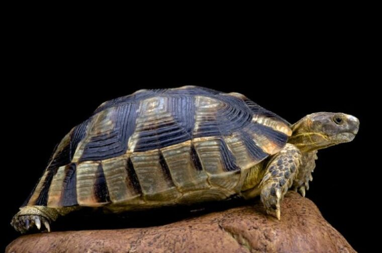 How Fast Can a Tortoise Run? Speed Comparison & FAQ | Hepper Pet Resources