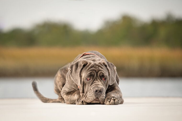 8 Common Mastiff Health Issues to Watch Out For (Vet Answer) | Hepper ...