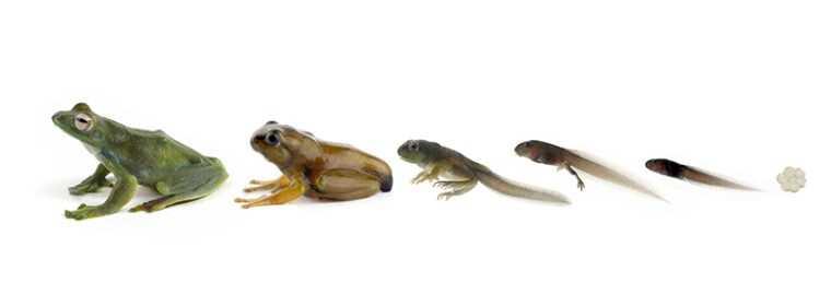 How Long Does It Take for Tadpoles to Turn Into Frogs? Vet-Approved ...