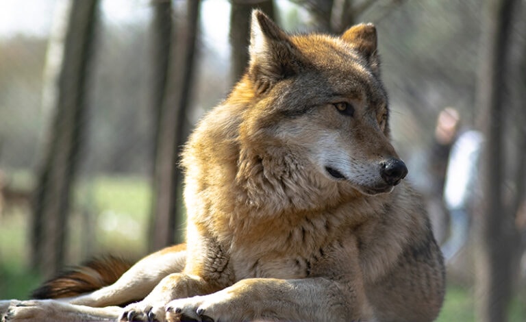 27 Dog Breeds That Start with N (with Pictures) - Complete List ...