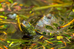 Terrapin vs Turtle: Differences & Comparison (With Pictures) | Hepper ...