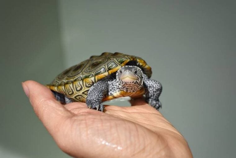 Do Turtles Have Feelings or Show Affection? Tips, Facts & FAQ | Hepper ...