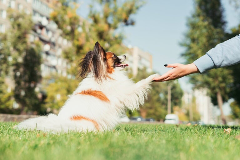 How to Train a Papillon: 16 Expert Tips & Advice | Hepper Pet Resources