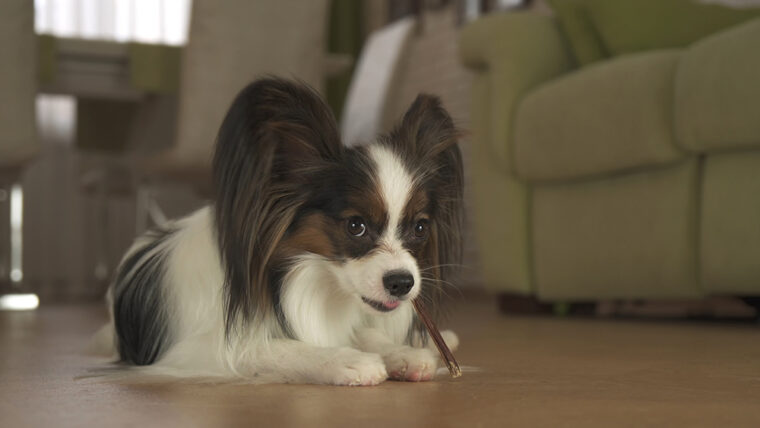 How to Train a Papillon: 16 Expert Tips & Advice | Hepper Pet Resources