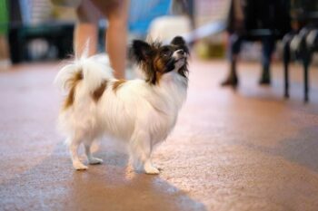 6 Papillon Colors: Amazing Hues and Shades (With Pictures) | Hepper Pet ...