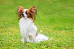How to Train a Papillon: 16 Expert Tips & Advice | Hepper Pet Resources