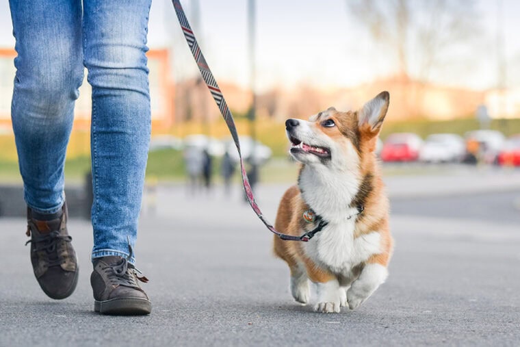 How Much Time Should a Dog Spend Outside? Important Care Tips | Hepper ...