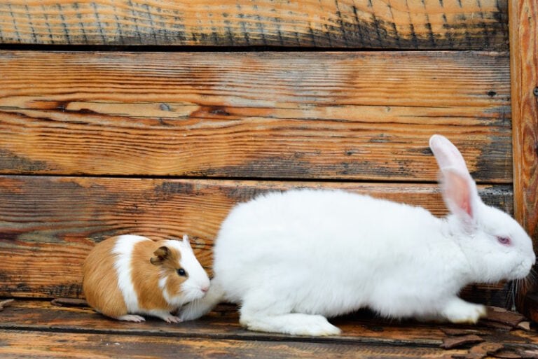 Can Rabbits & Guinea Pigs Live Together? Important Housing Facts ...