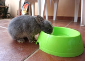 How Rabbits Drink Water: Bowl vs Bottle (Vet Reviewed Differences ...