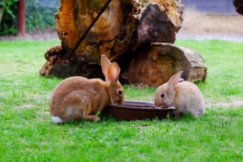How Rabbits Drink Water: Bowl vs Bottle (Vet Reviewed Differences ...
