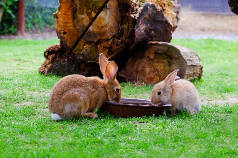 How Rabbits Drink Water: Bowl vs Bottle (Vet Reviewed Differences ...