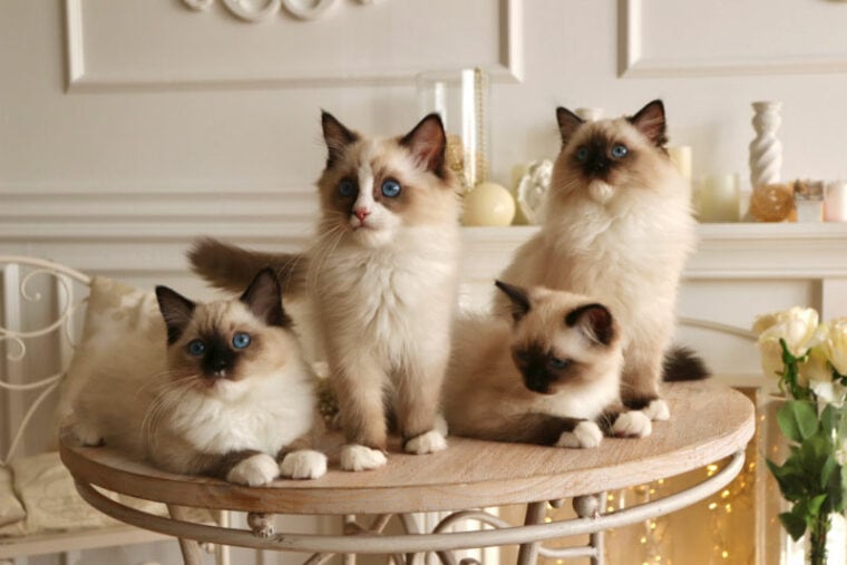 280+ Cat Names That Start With B For Your Beautiful Kitty | Hepper Pet ...