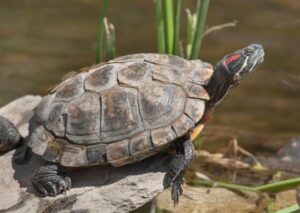 12 Incredible Turtle Facts You'll Be Surprised to Know | Hepper Pet ...