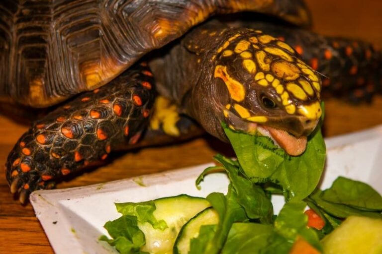 How Long Do Red-Footed Tortoise Live? Vet Reviewed Lifespan, Data ...