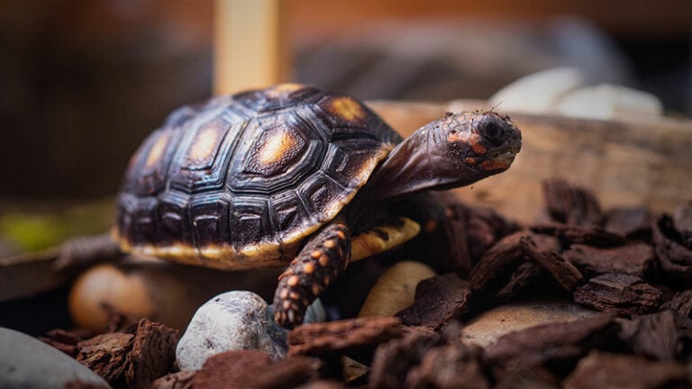 Red-Footed Tortoise: Pictures, Facts, Diet, & Care Guide | Hepper Pet ...