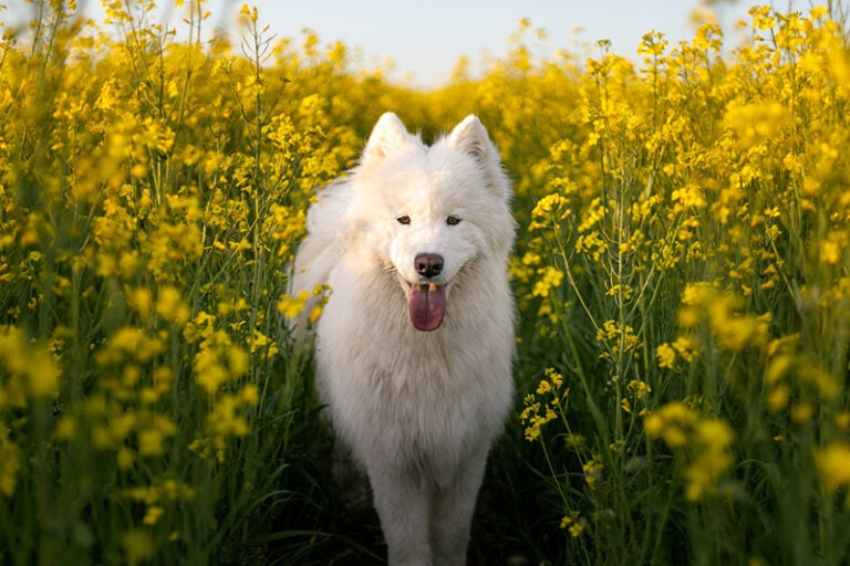 5 Samoyed Colors (With Pictures) | Hepper Pet Resources