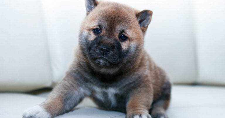 Sarabi Dog: Pictures, Care Guide, Temperament & Traits | Hepper Pet ...