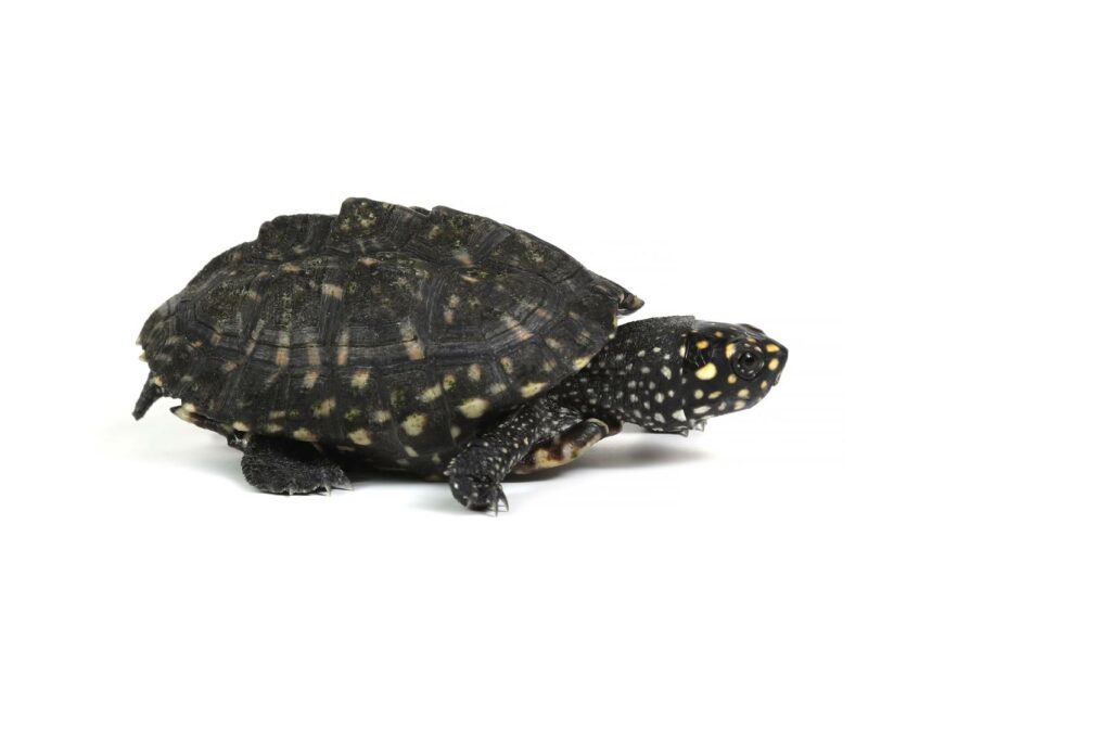 Spotted Turtle: Pictures, Facts, Diet & Care Guide | Hepper Pet Resources