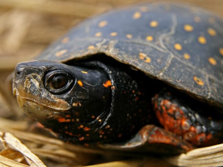 Spotted Turtle: Pictures, Facts, Diet & Care Guide | Hepper Pet Resources