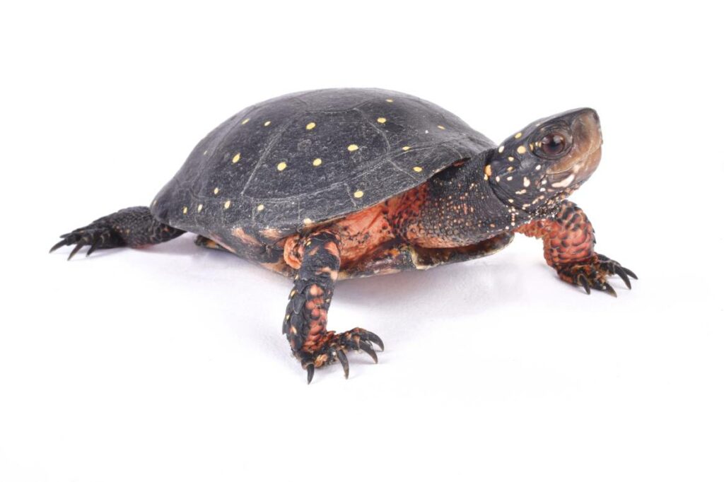Spotted Turtle: Pictures, Facts, Diet & Care Guide | Hepper Pet Resources