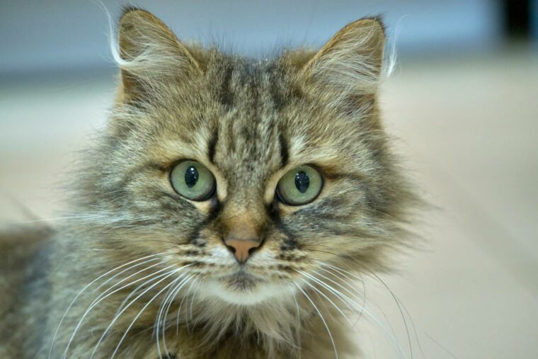 15 Beautiful Turkish Angora Colors & Patterns (With Pictures) | Hepper ...