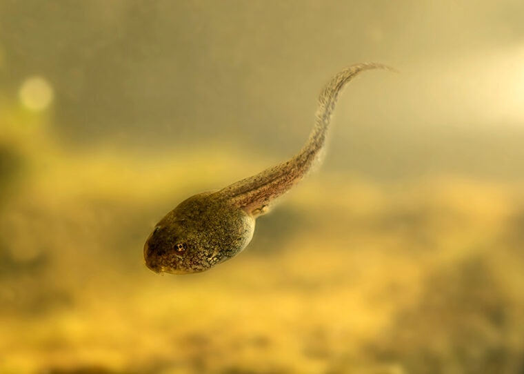How Long Does It Take for Tadpoles to Turn Into Frogs? Vet-Approved ...