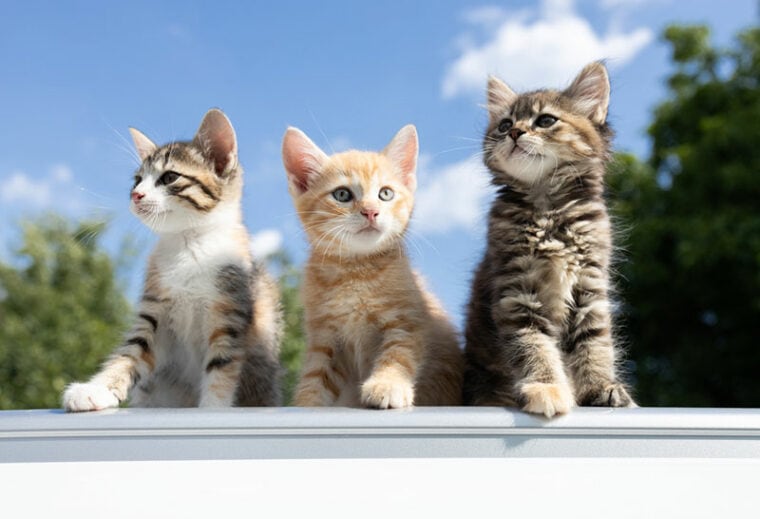 Cuddly Kitten Day 2026: When It Is & How to Celebrate | Hepper Pet ...