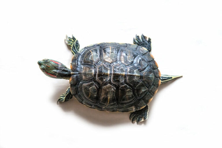 Can Turtles & Tortoises Feel Their Shell? Facts & FAQ | Hepper Pet ...