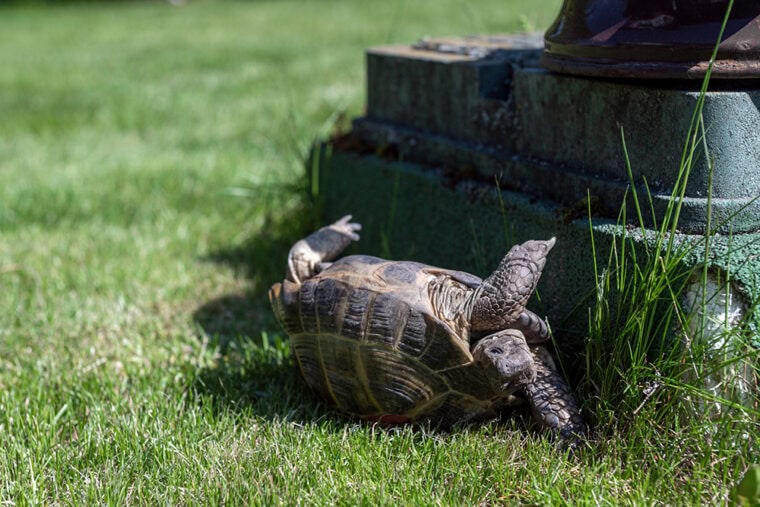 Can Turtles Flip Themselves Over? Facts & Safety Guide | Hepper Pet ...