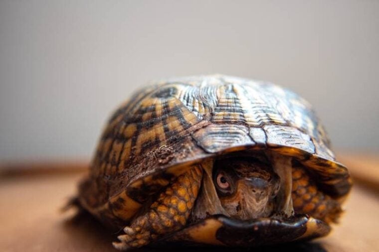 12 Incredible Turtle Facts You'll Be Surprised to Know | Hepper Pet ...