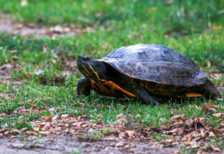 How Fast Can a Turtle Run? Types & Factors (With Comparison Chart ...