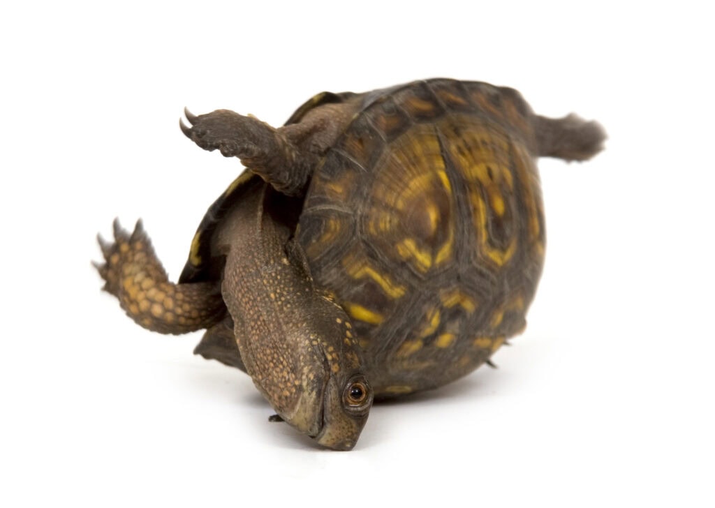 Can Turtles Flip Themselves Over? Facts & Safety Guide | Hepper Pet ...