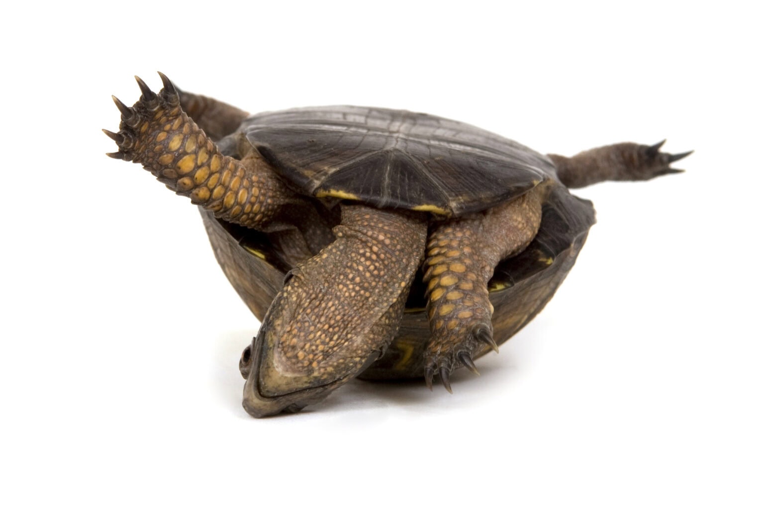 Can Turtles Flip Themselves Over? Facts & Safety Guide | Hepper Pet ...