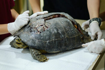 What Are Turtle Shells Made Of? Facts & FAQ | Hepper Pet Resources