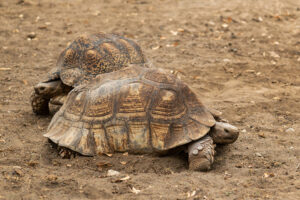 African Spurred Tortoise Lifespan: Diet, Care, & Life Stages | Hepper ...