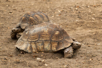 African Spurred Tortoise Lifespan: Diet, Care, & Life Stages | Hepper ...