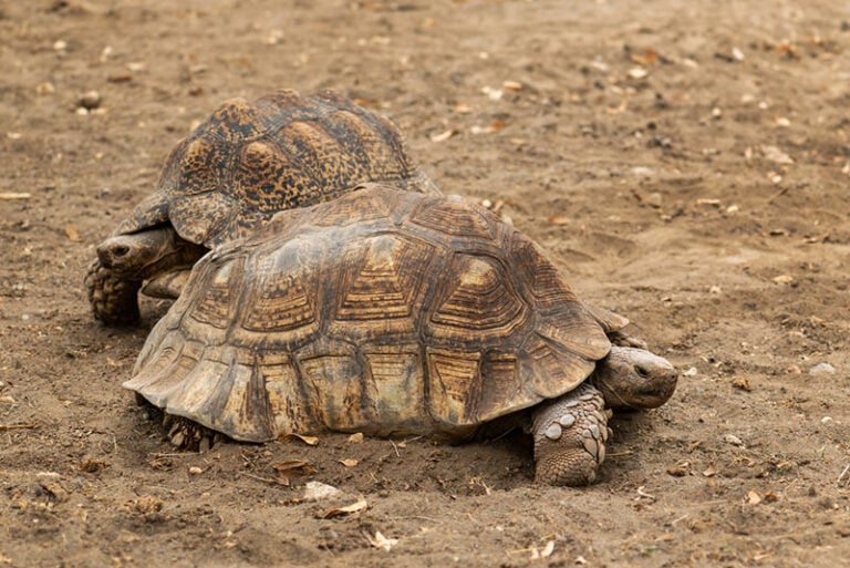 African Spurred Tortoise Lifespan: Diet, Care, & Life Stages | Hepper ...
